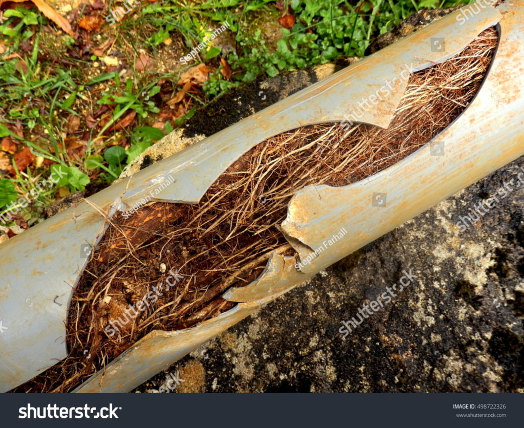 stock-photo-split-drainage-pipe-caused-by-ingress-of-tree-roots ...